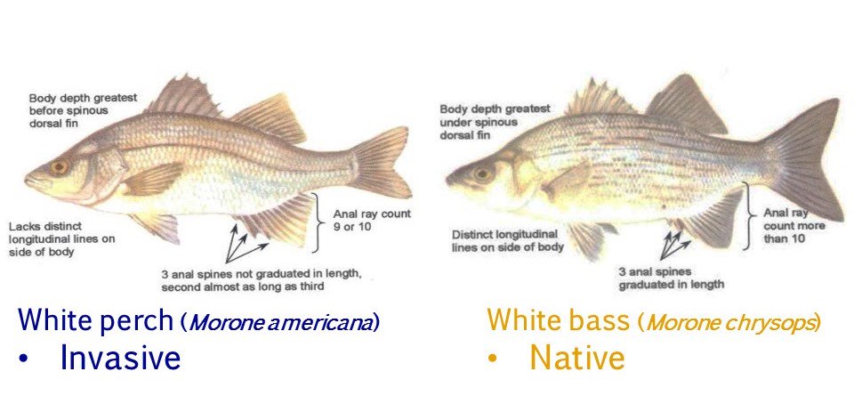 White Perch Vs White Bass