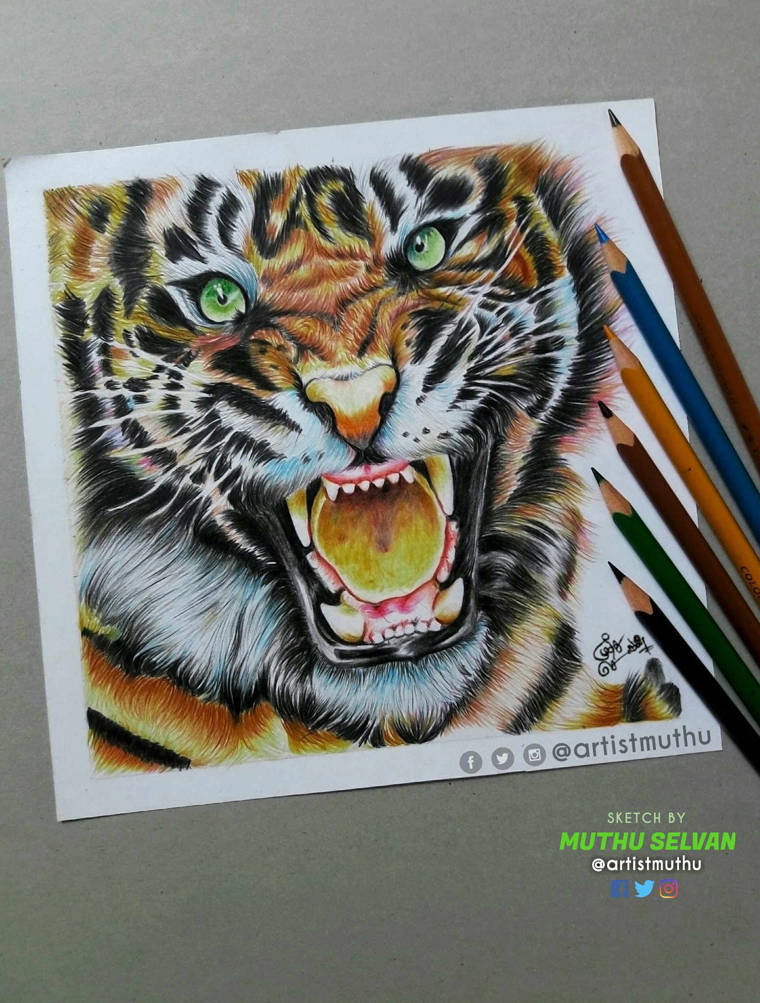 Tiger Colour Sketch