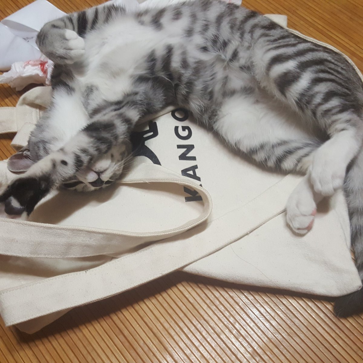 부산팬콘 친목러 (@plz_yangdo_ming) | Twitter