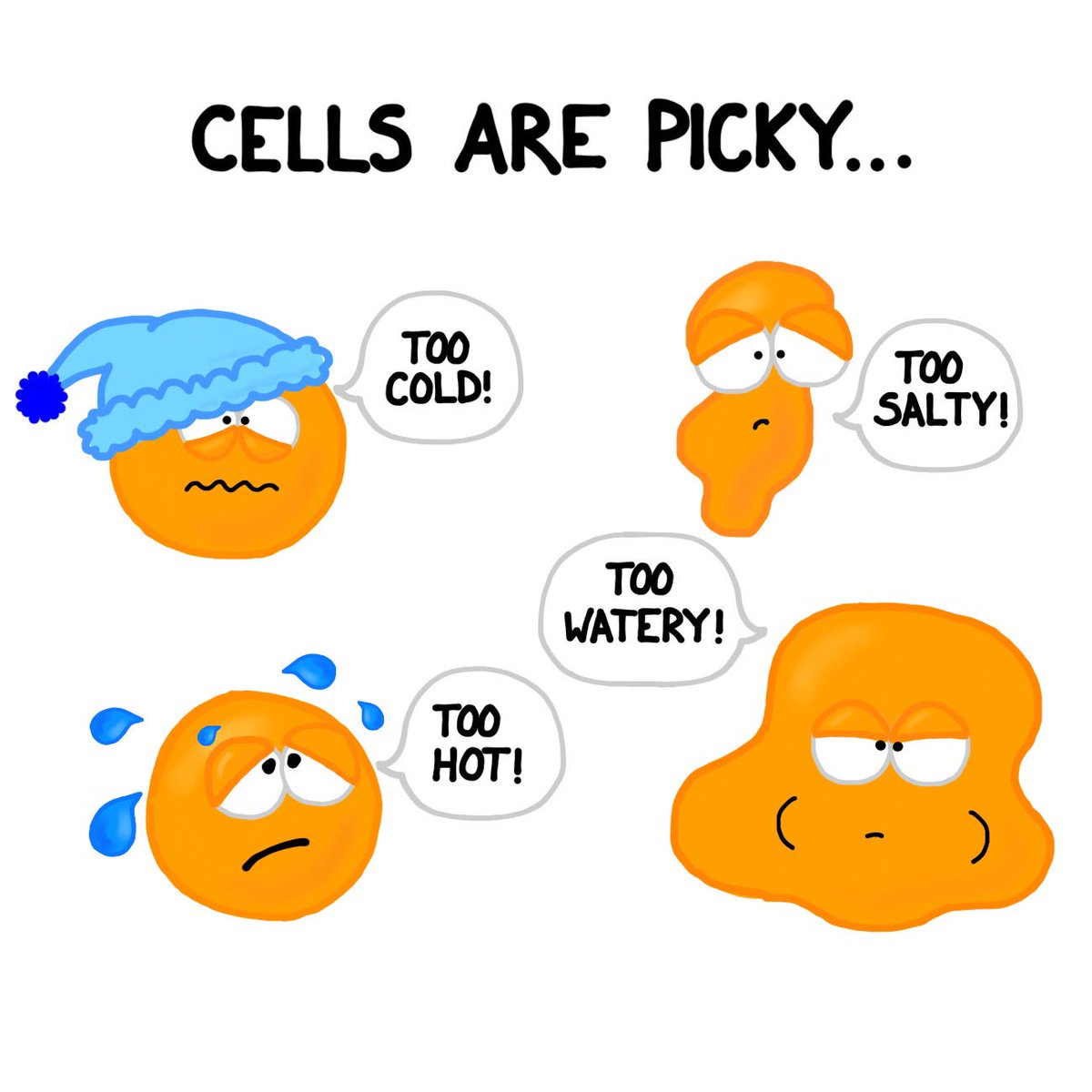 Homeostasis In Cells