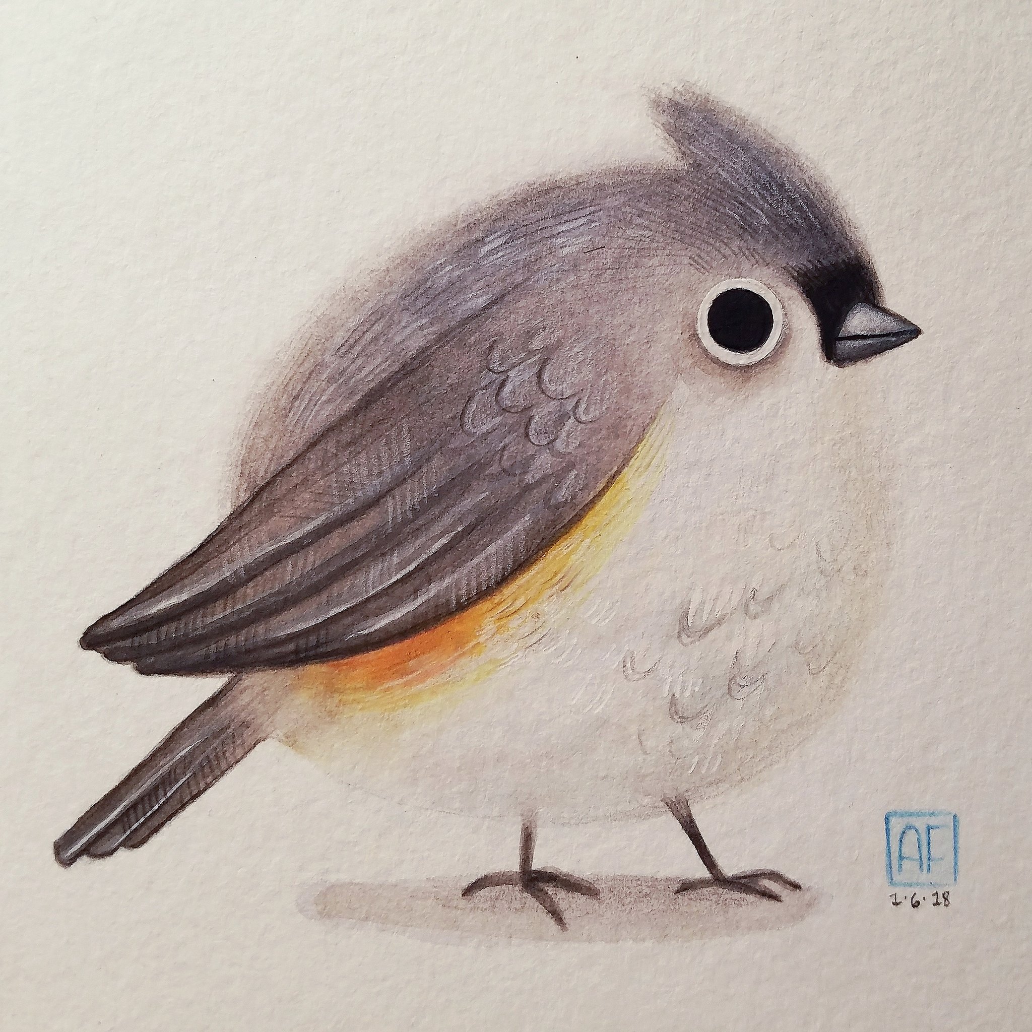 Titmouse Drawing