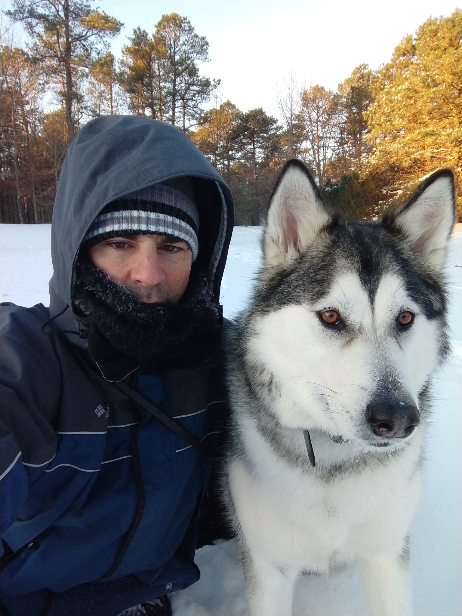 Are Malamutes True Huskies