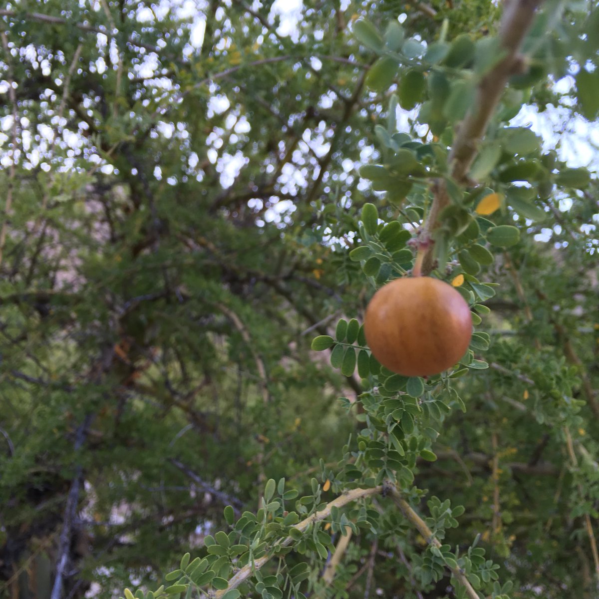 Chañar Gum (Geoffrea Decorticans) | SpringerLink