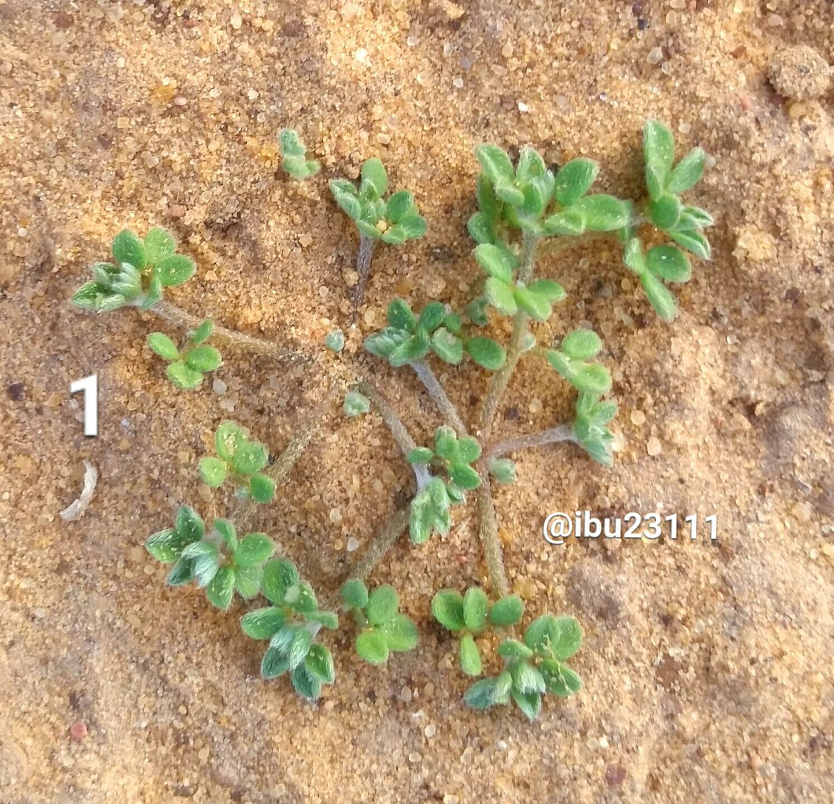 Of Saudi Arabia Lotus