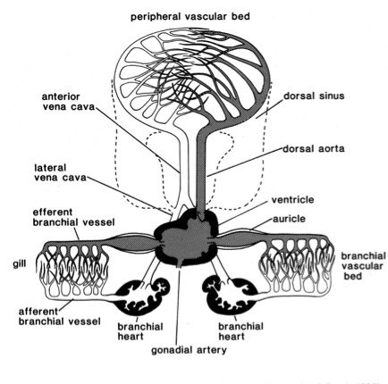 Octopus Anatomy Heart