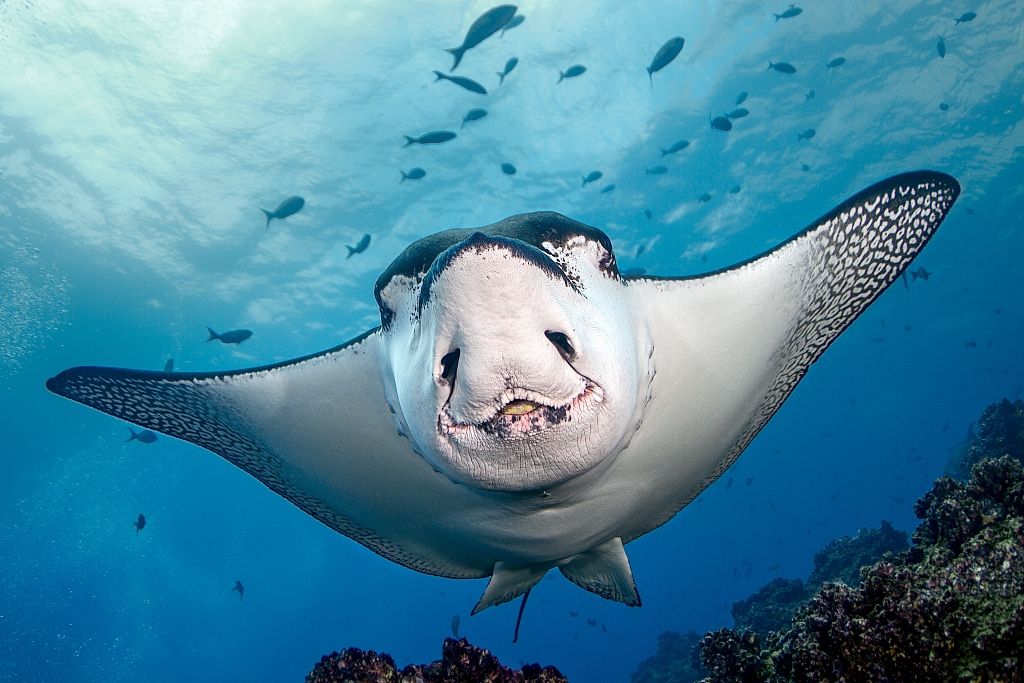 Stingrays Smiling