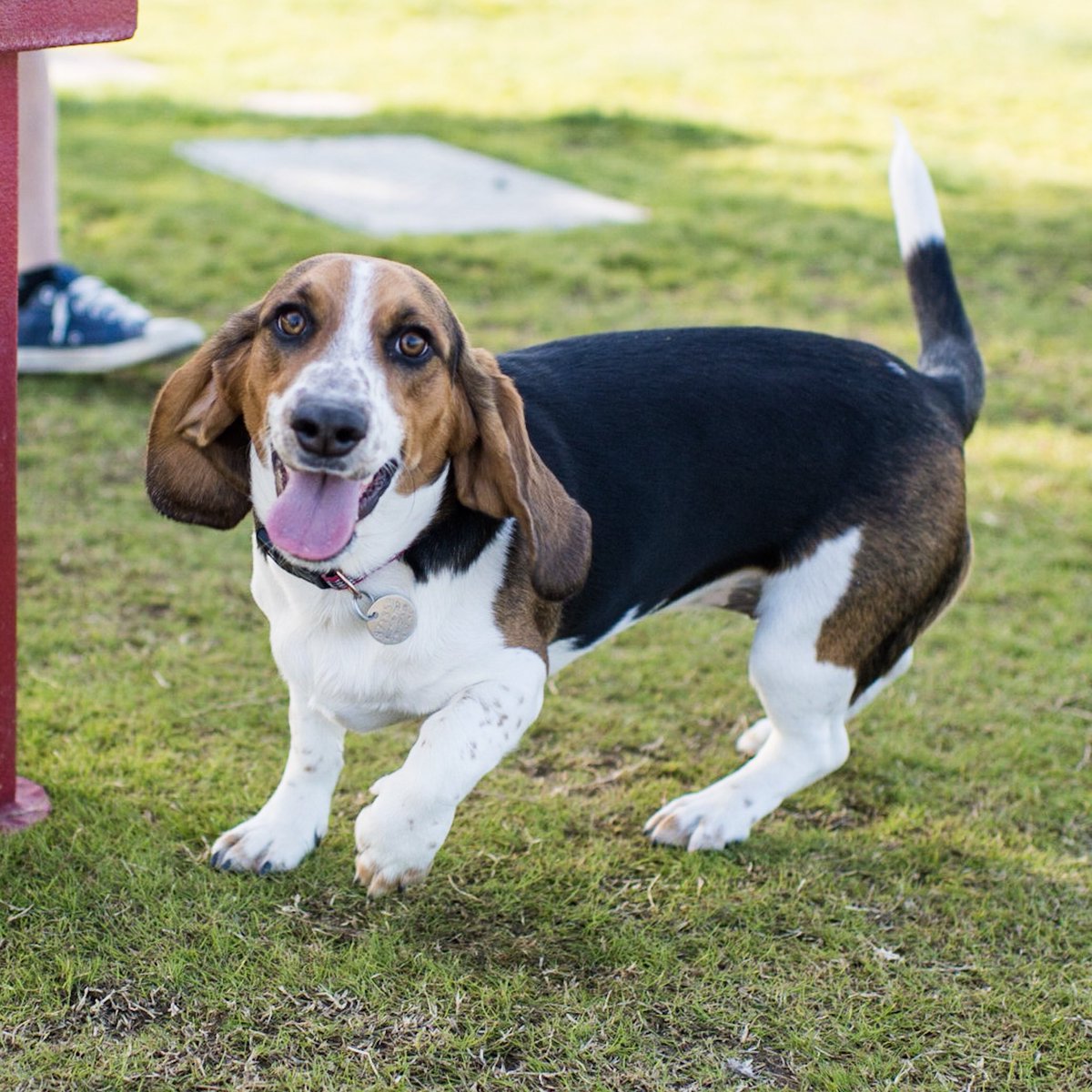 Basset Hound Beagle Mix Basset Hound Beagle Mix