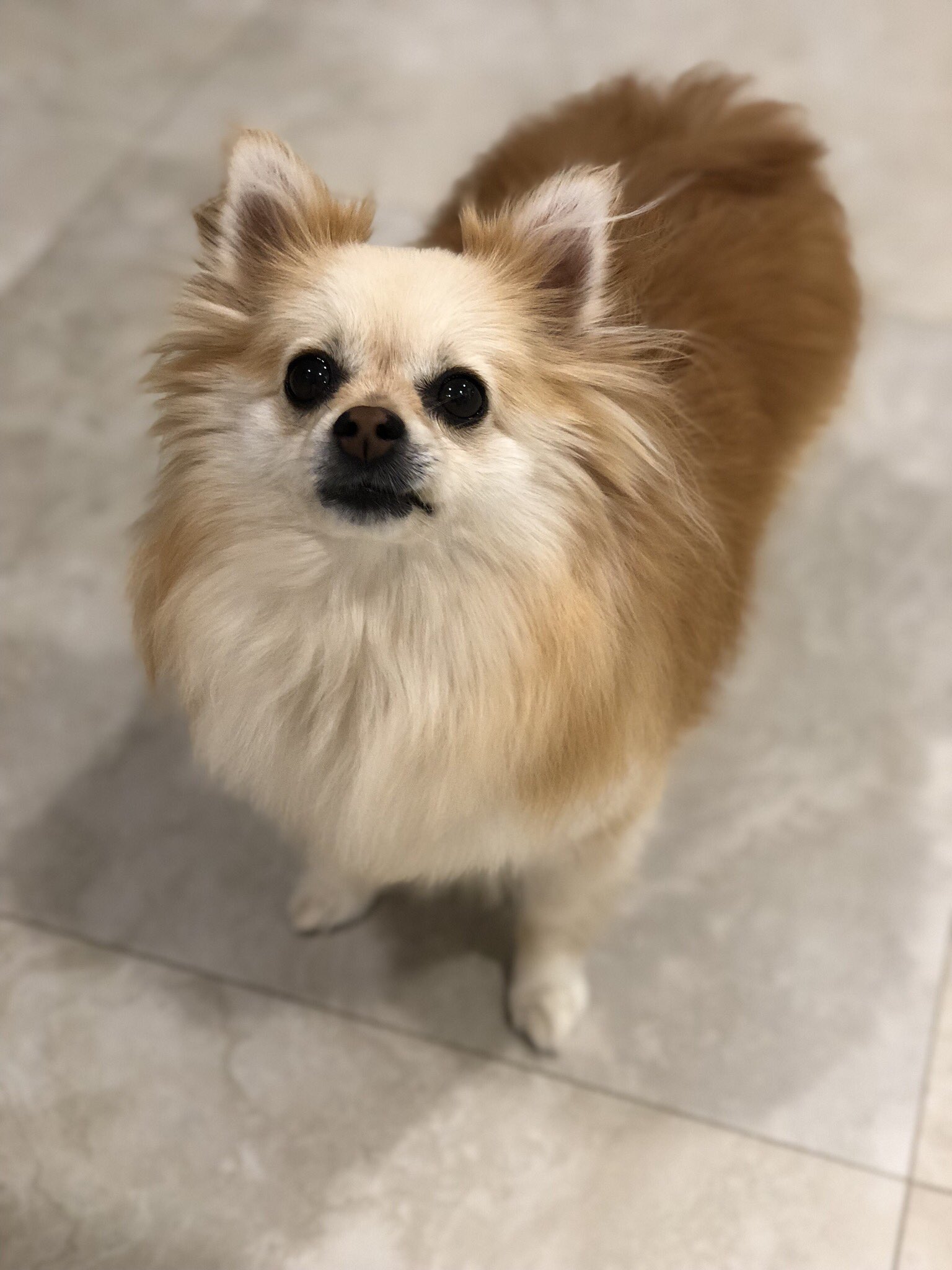 German Schnitzel Dog