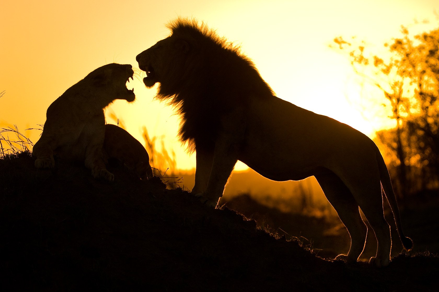 African Sunset Lion