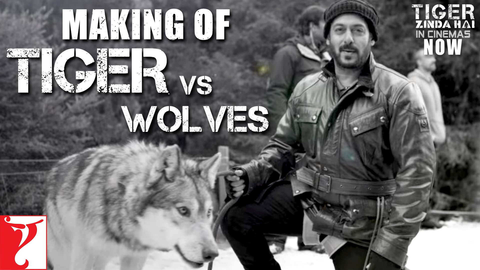 Tiger Vs Wolf Video