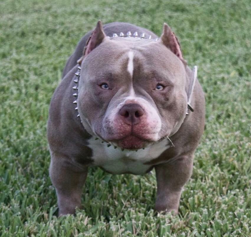 Bullseye Bullypedia