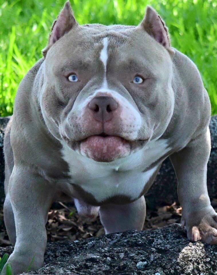 Bullseye Bullypedia