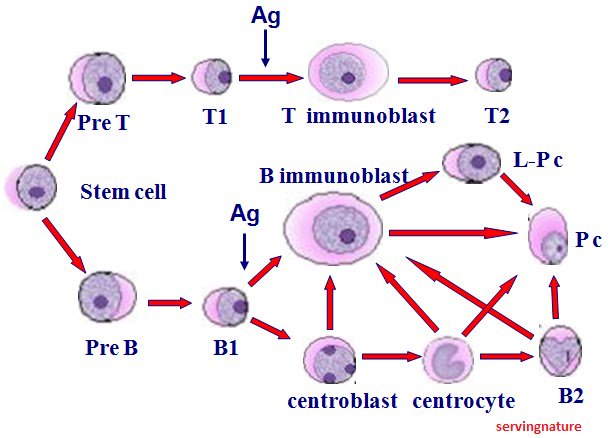 B Lymphocytes Histology