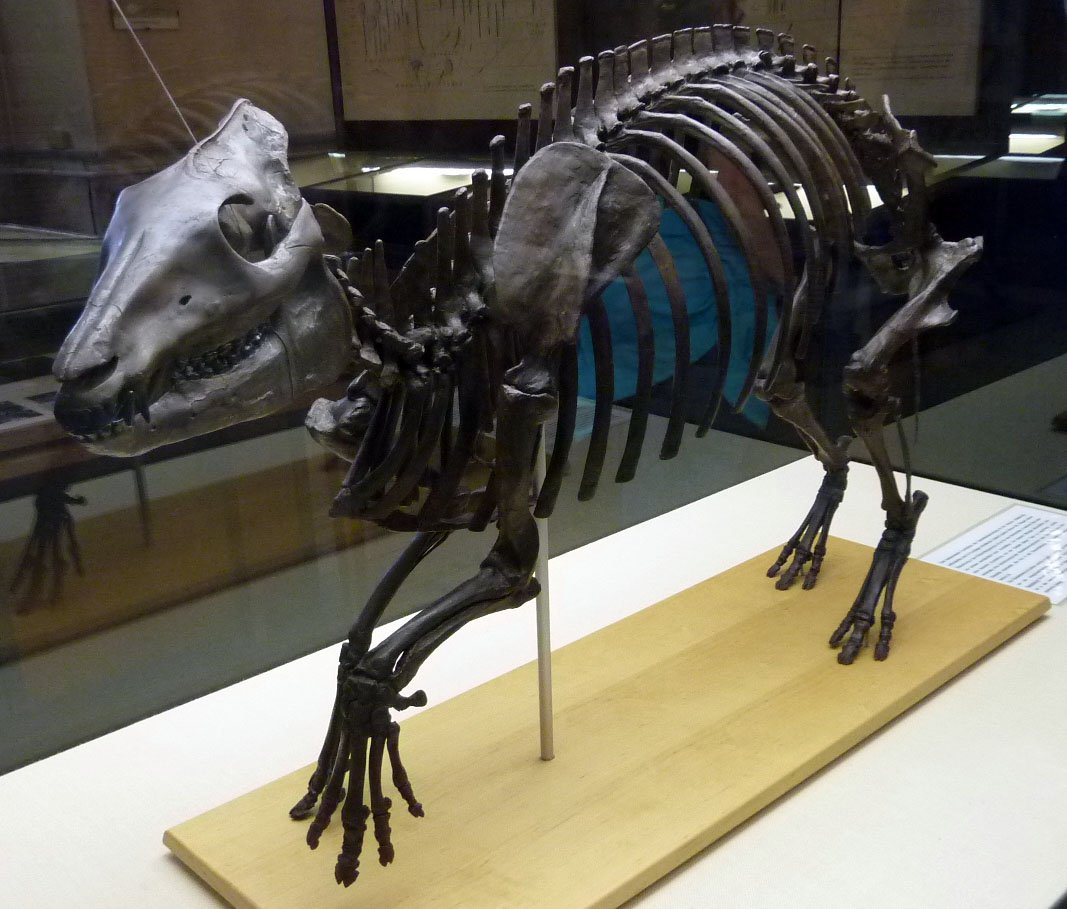 Propalaeotherium