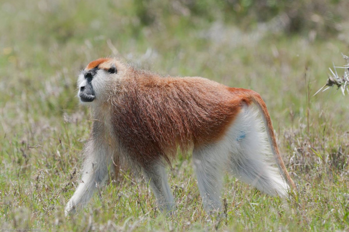 Patas Monkey Running