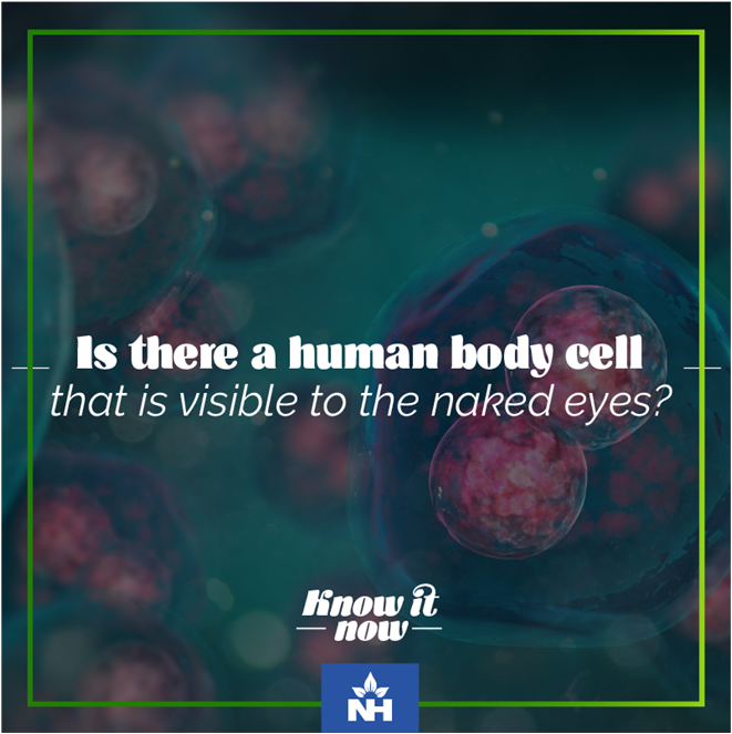 Human Egg Cell Visible