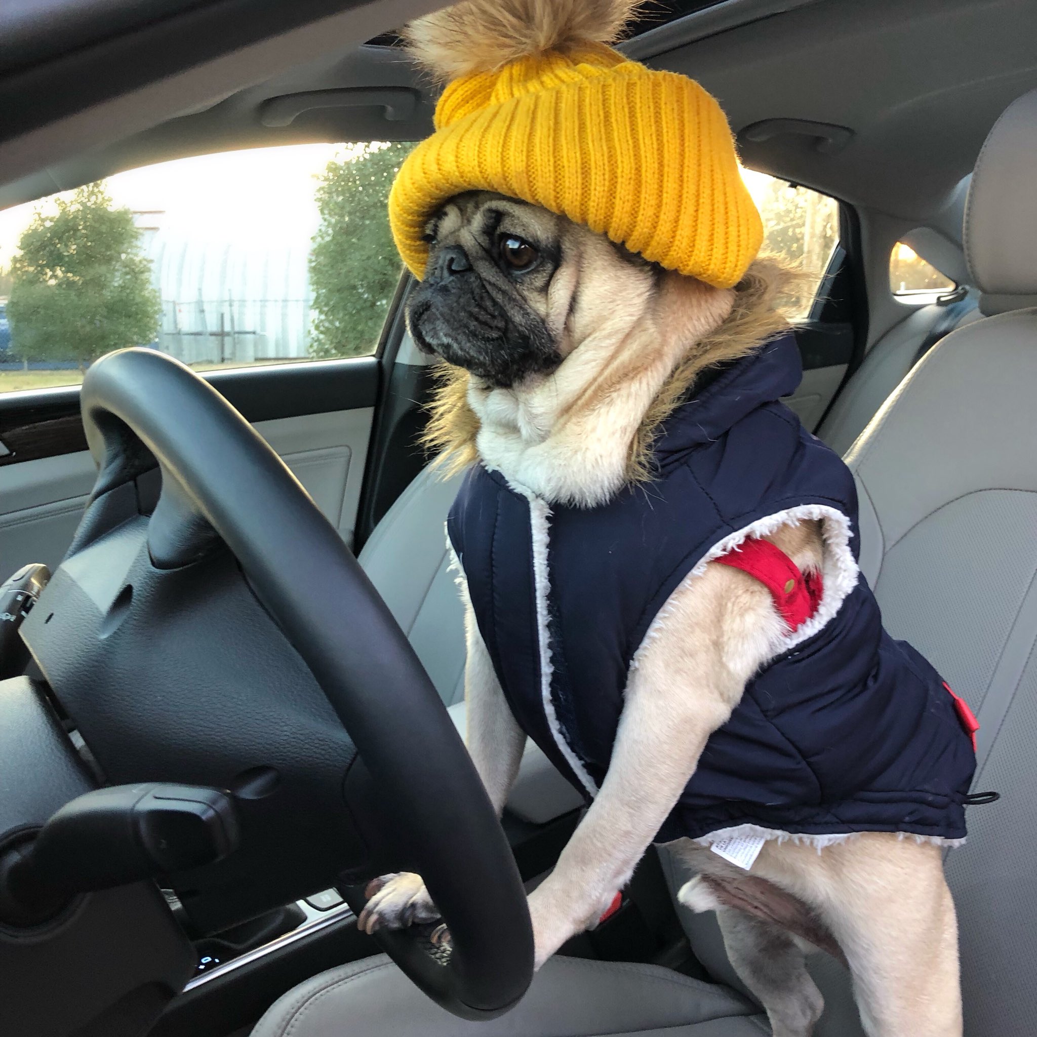 Dogs In Cars Pugs