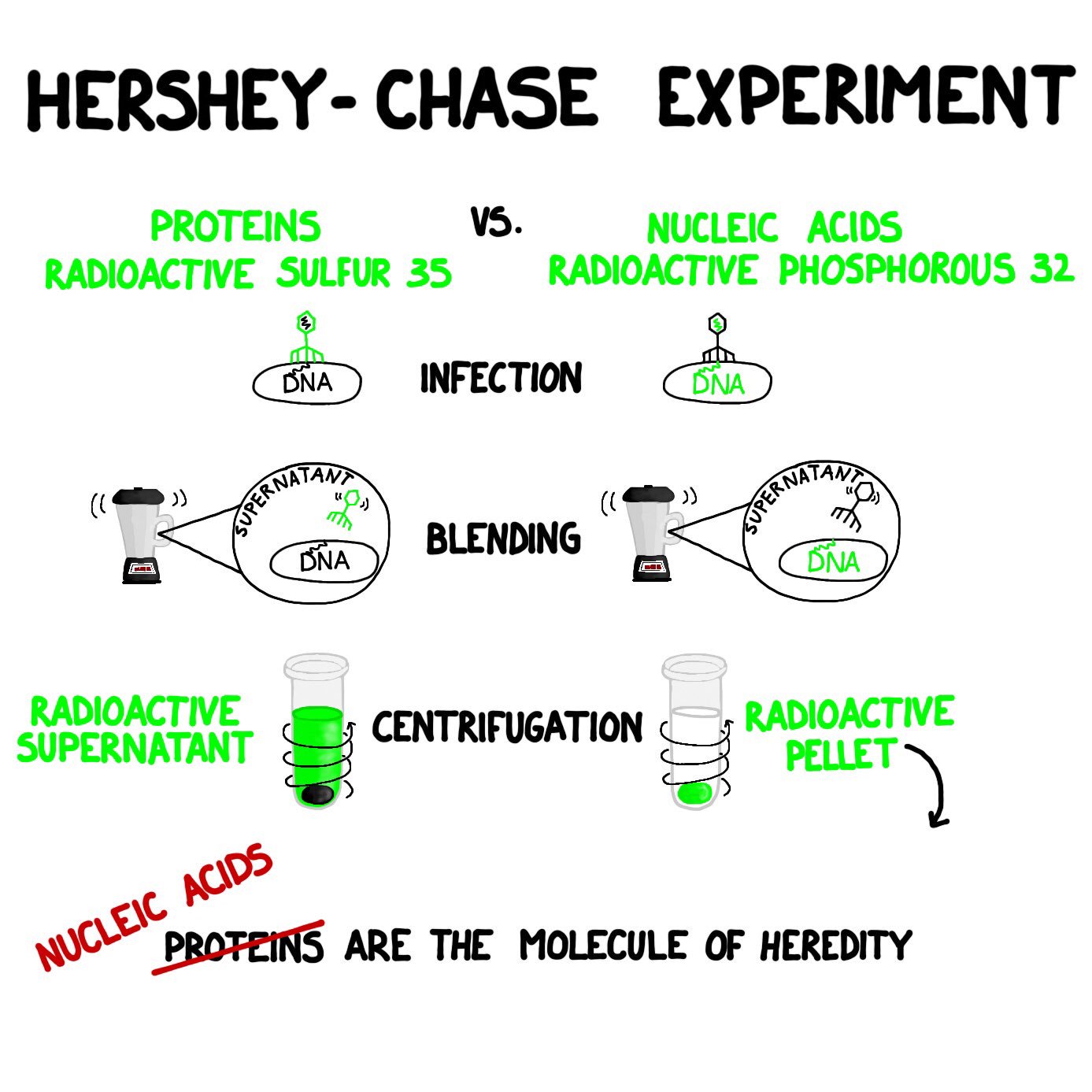 Hershey And Chase Experiment