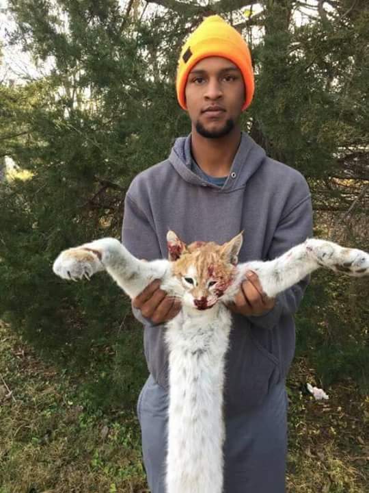 Bobcat Hybrid Profile For Colorado Pixie Bob's