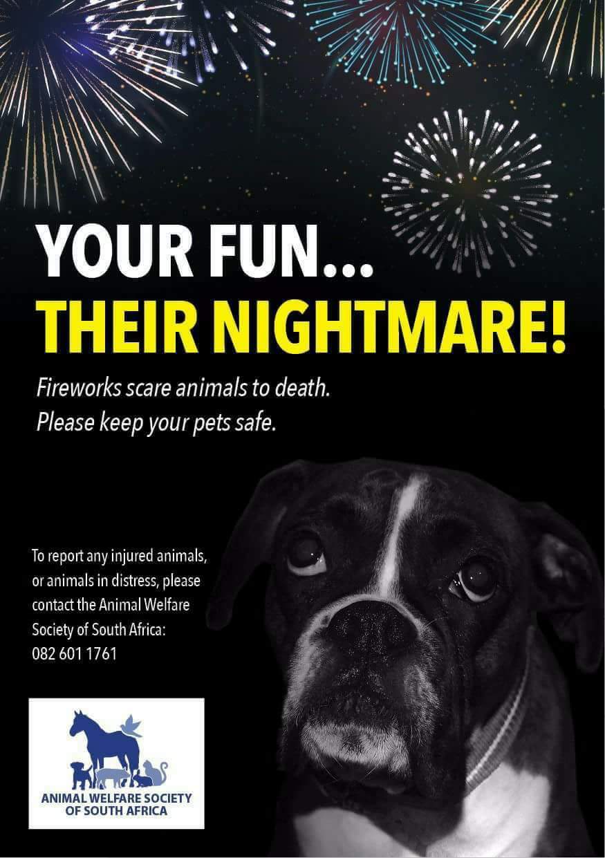 Can Fireworks Scare Dogs To Death