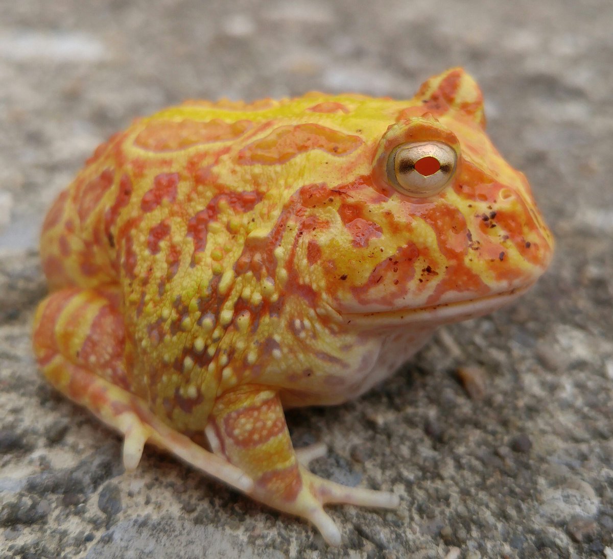 Strawberry Pineapple Pacman Frog