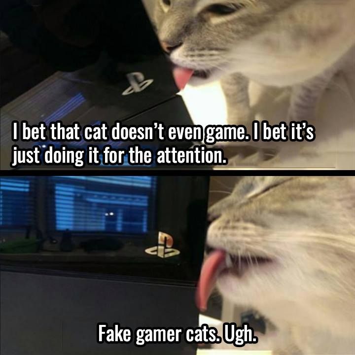 Gamer Cat Meme