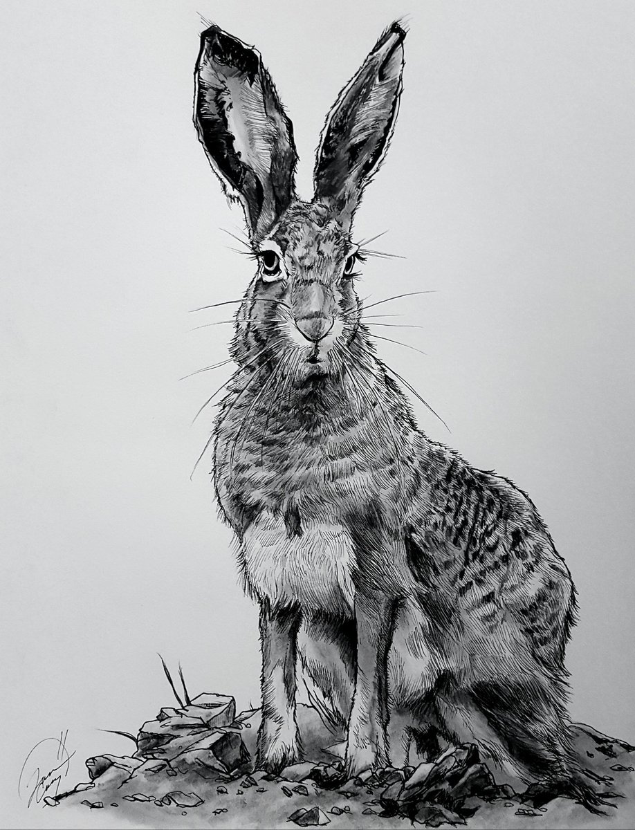 Jack Rabbit Drawing
