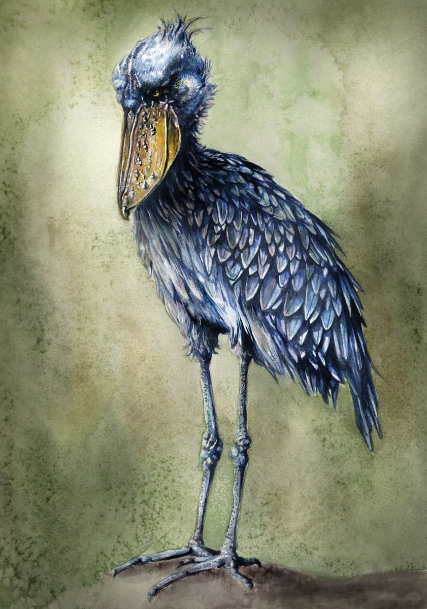 ShoeBill watercolor Art & Collectibles Digital Drawing & Illustration ...
