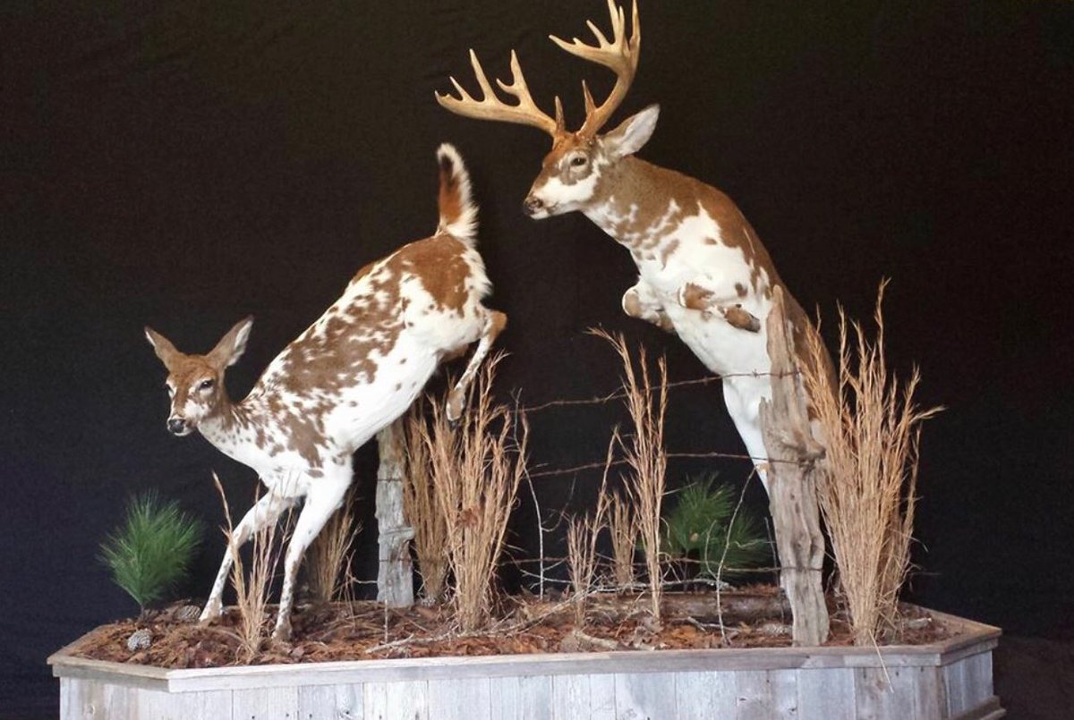 Piebald Deer Mounts
