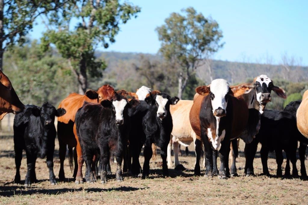 FutureBeef on Twitter: "Pasture dieback: what it is and what it isn't. https://t.co/AjrVyVPKow ...