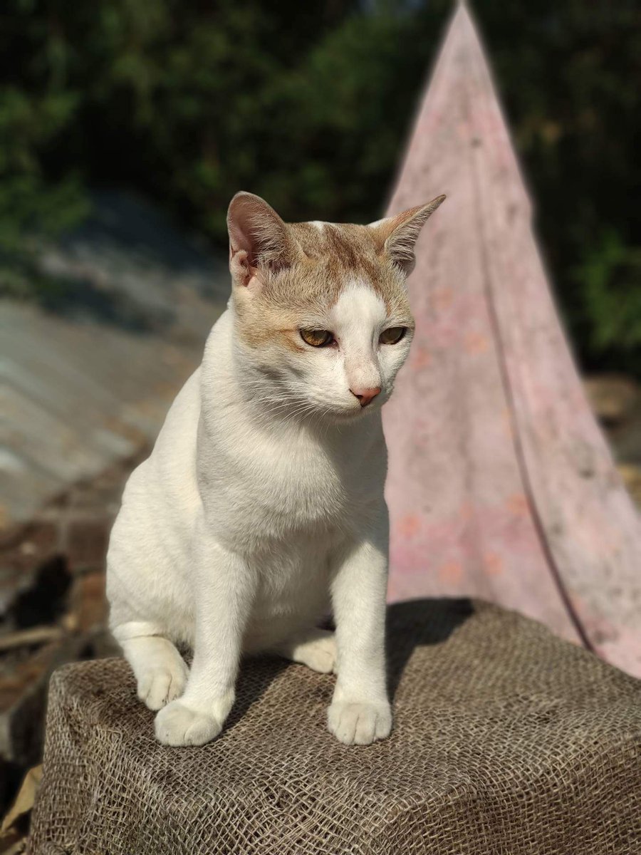 Hedaye Tullah (@heday_id) | Twitter