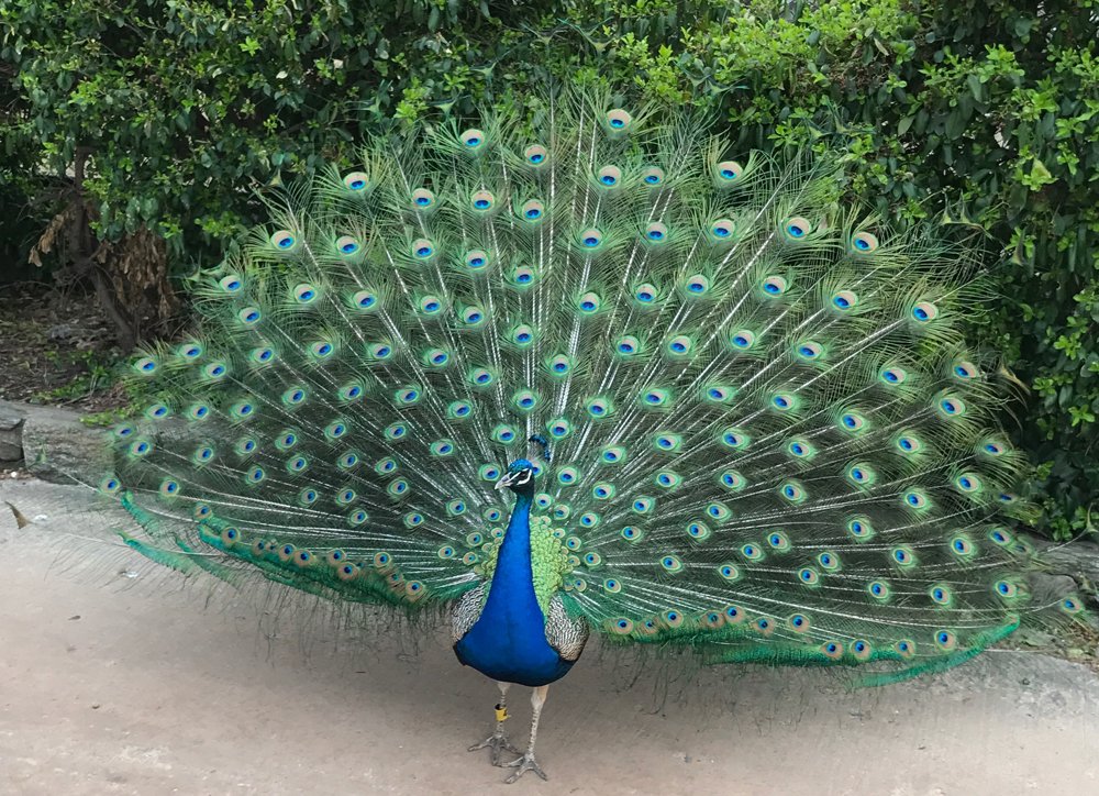 Peacock Full Body