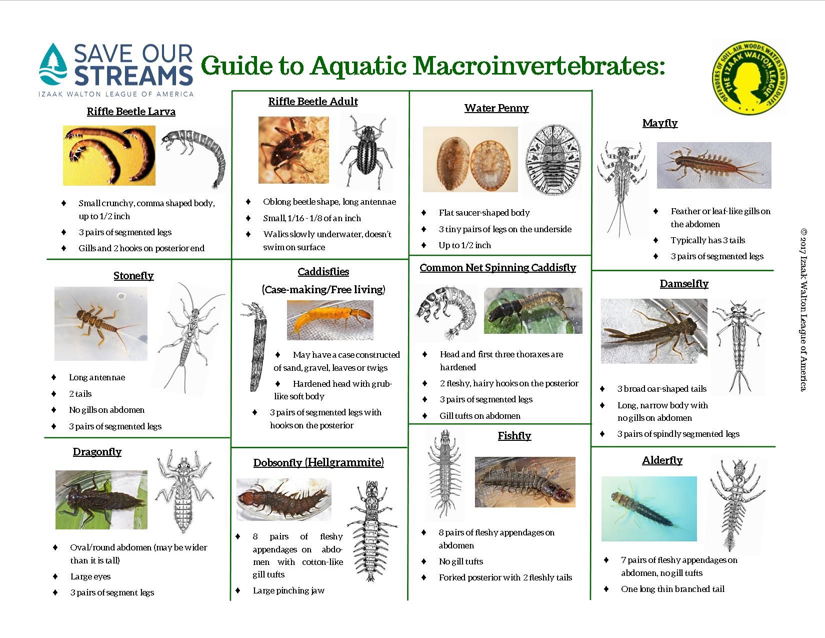 Macroinvertebrate Identification Chart Macroinvertebrate