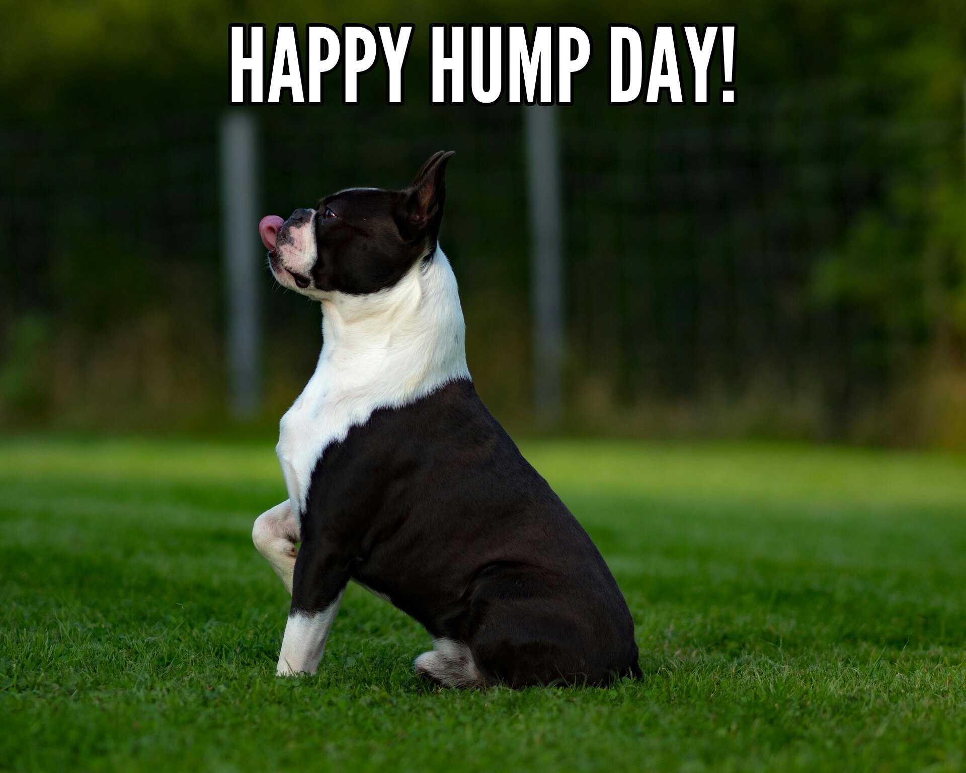 Happy Wednesday Dog Pictures