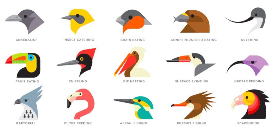 Variation In Birds