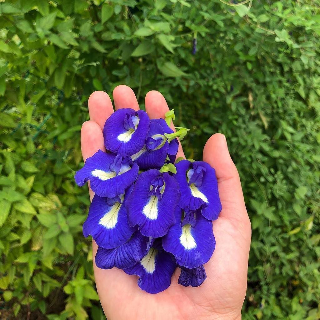 Blue Flower For Nonya Kueh | Best Flower Site