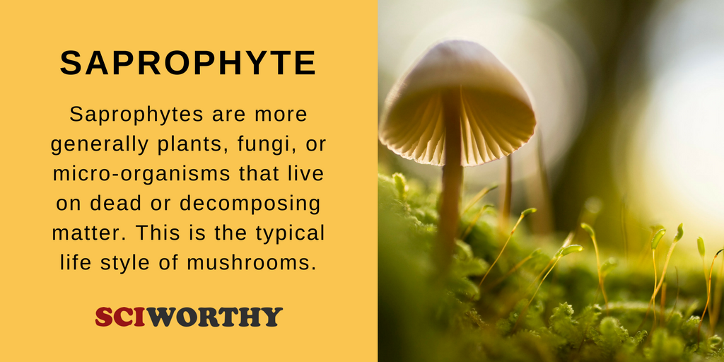 Saprophytes
