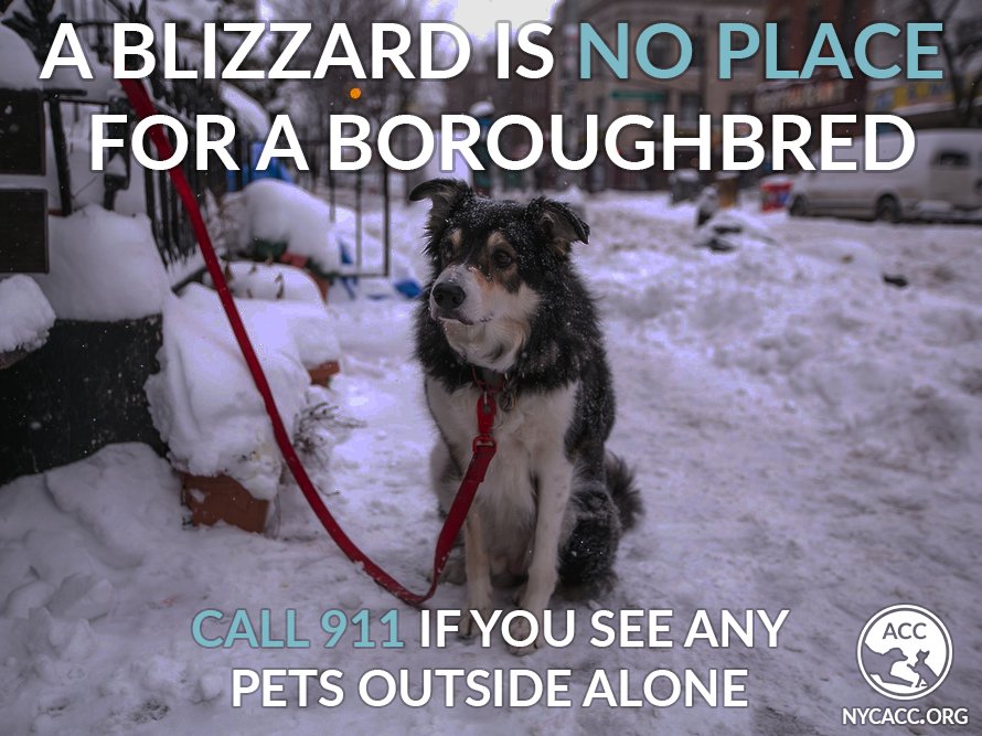 Can You Call 911 For Your Dog