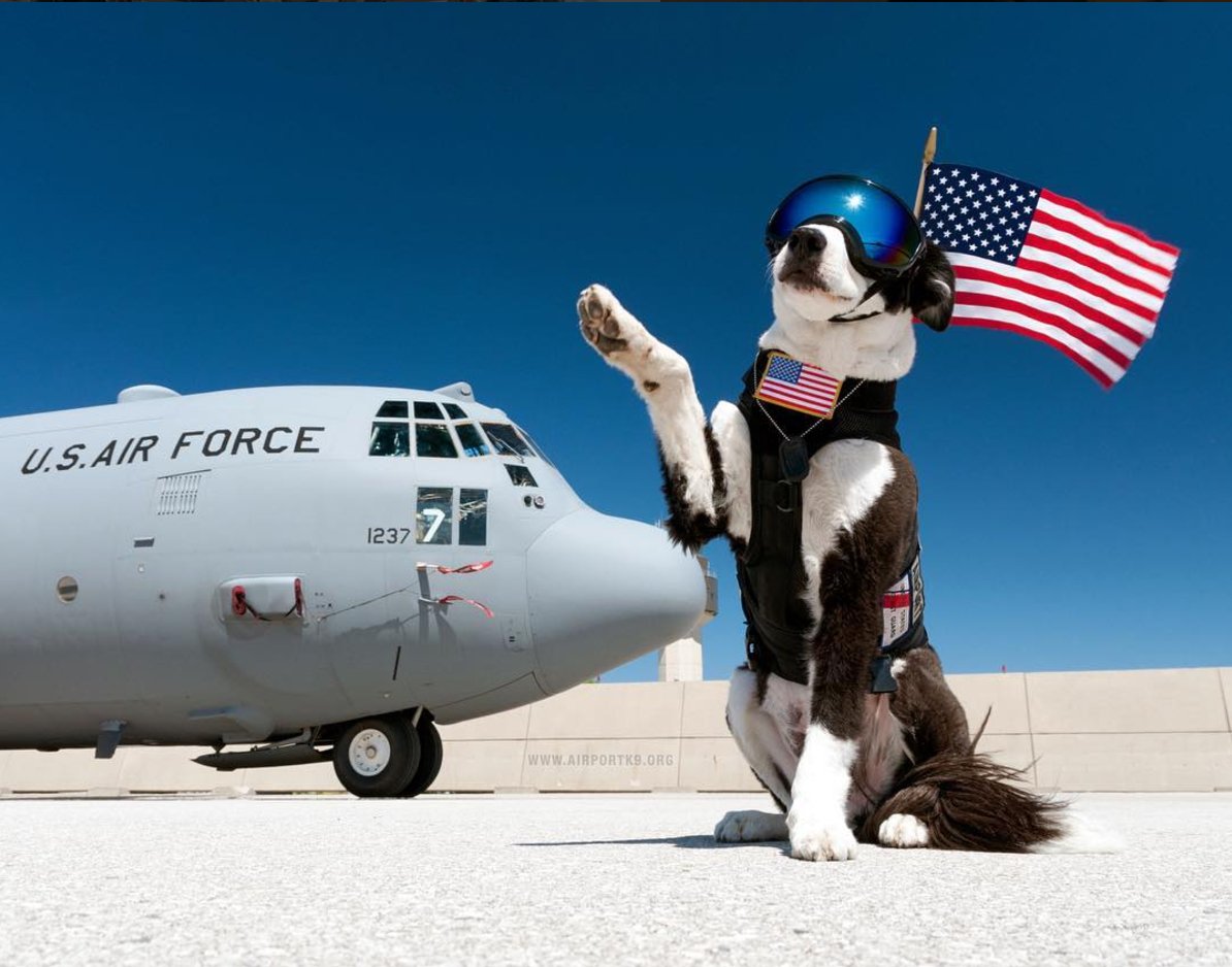 Airport’s popular goggle-wearing, wildlife-control dog dies