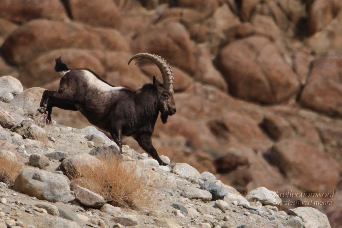 Himalayan Ibex Jumping