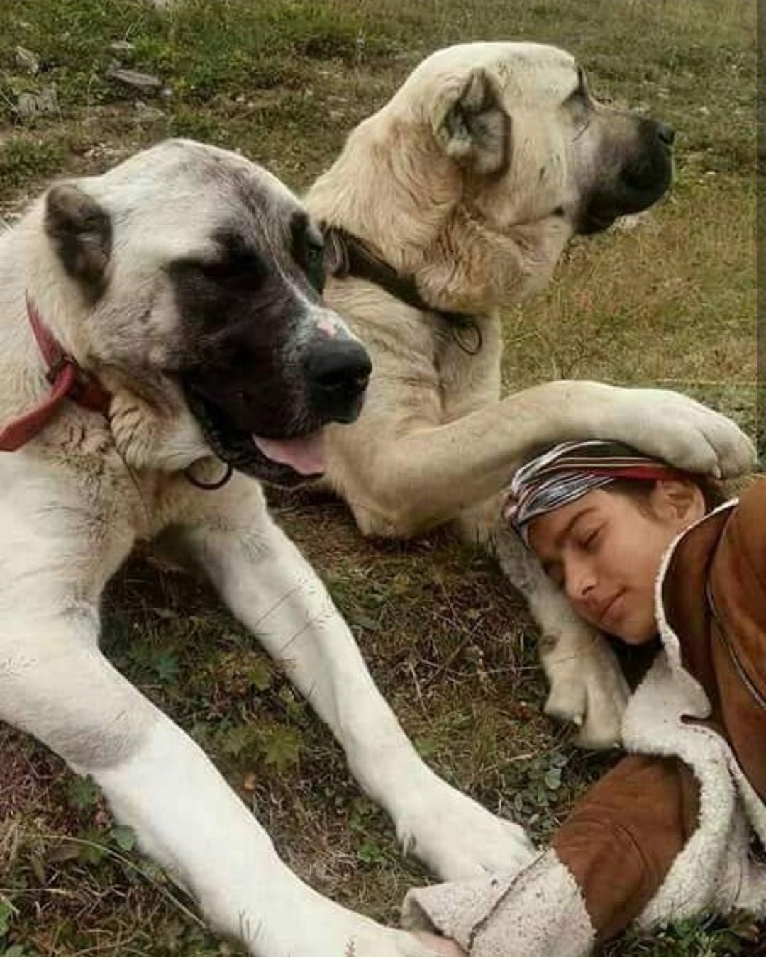 Are A Kurdish Kangal And Anatolian Shepherd