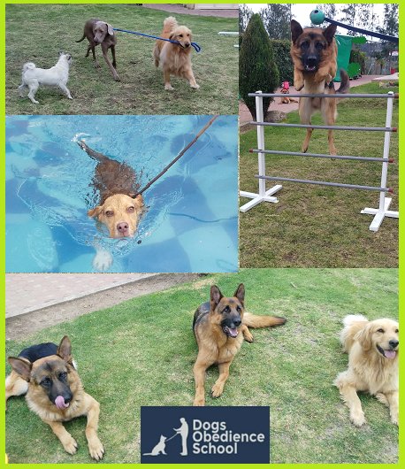 DogsObedienceSchool (@evadez80) | Twitter