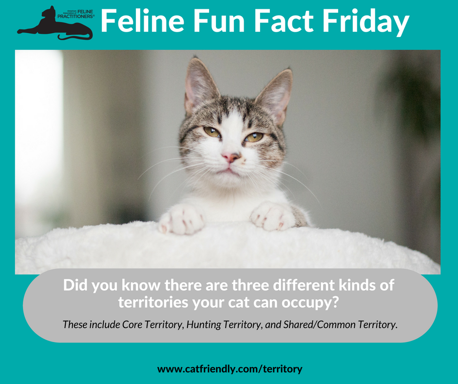 Common Core Cat Meme