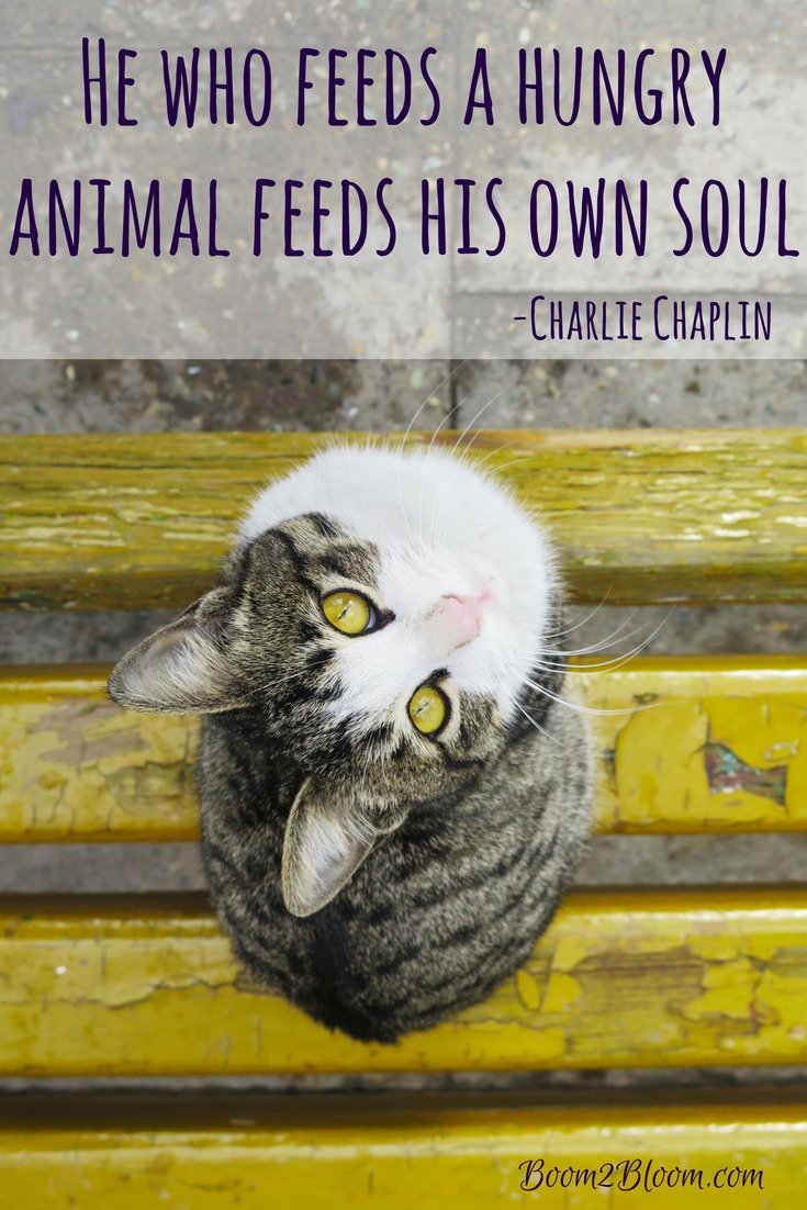 Kindness Animals Quotes