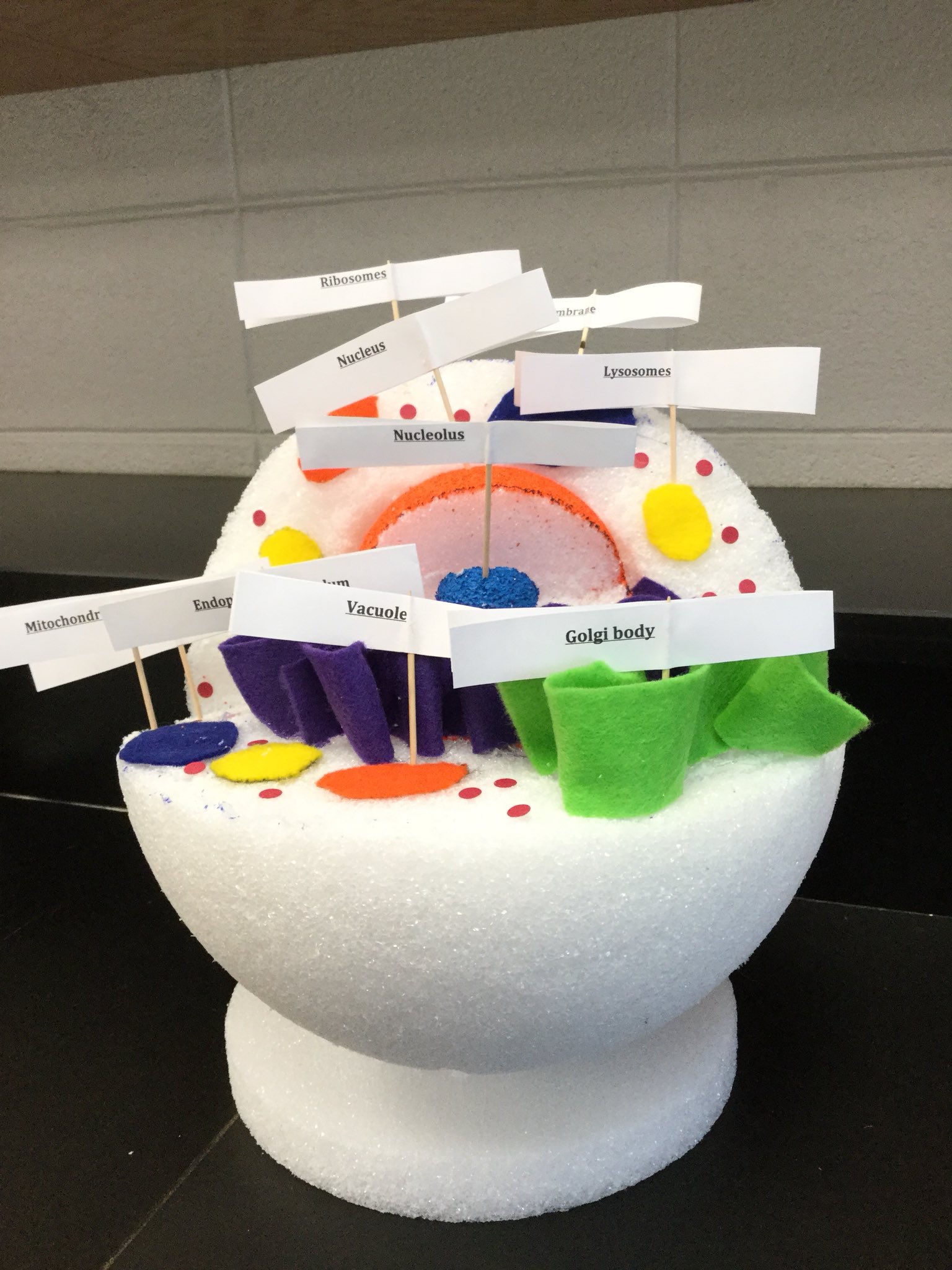 Golgi Body Model Ideas