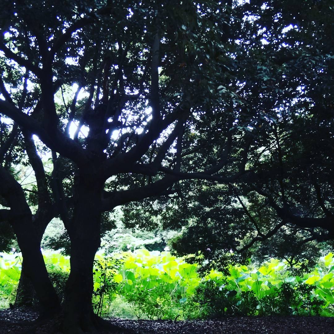 Kuiya (@Kuiya_918_lb) | Twitter