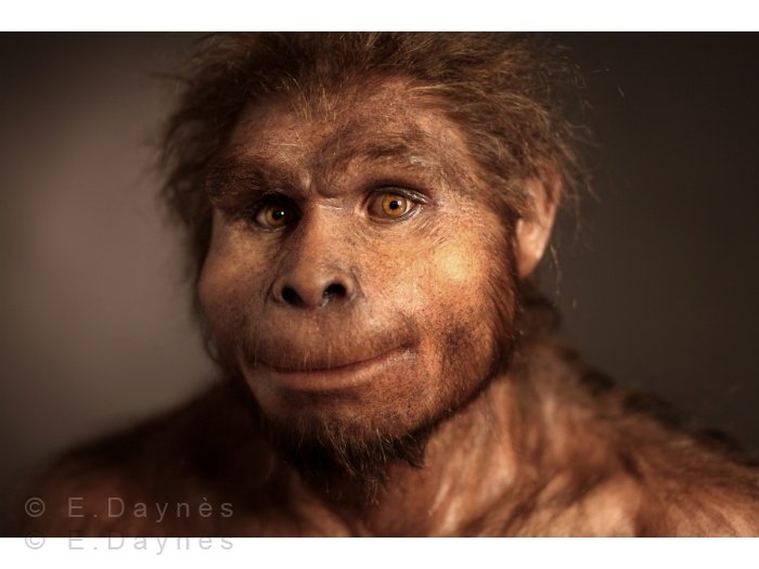 Homo Erectus Reconstruction