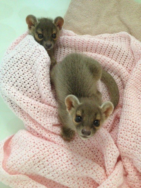 Baby Fossa
