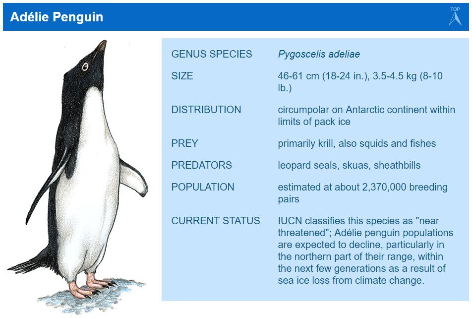 Adelie Penguin Facts