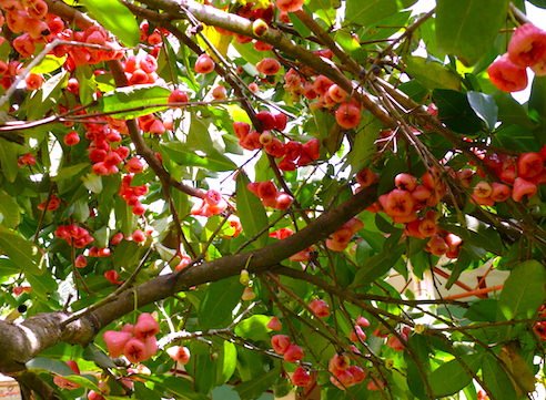 Macopa Fruit